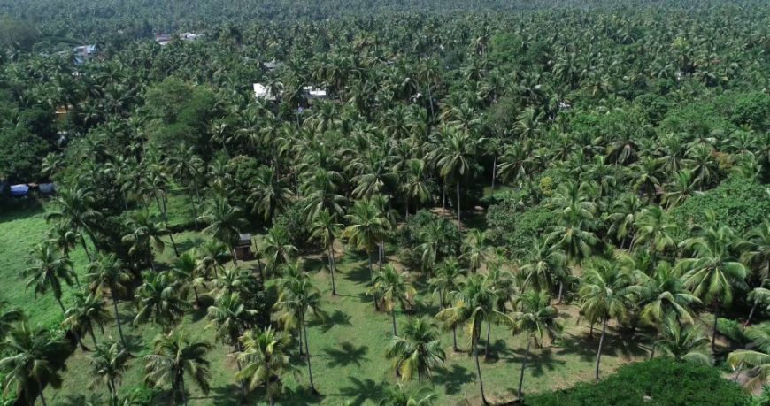 Coconut Trees In Kerala