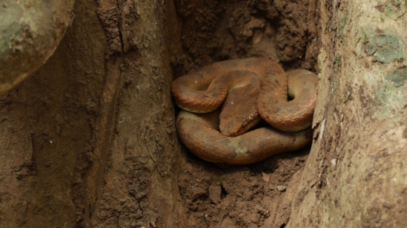Snake coiled up inside a tree bark